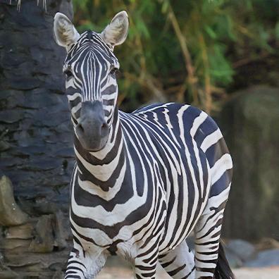 Animal